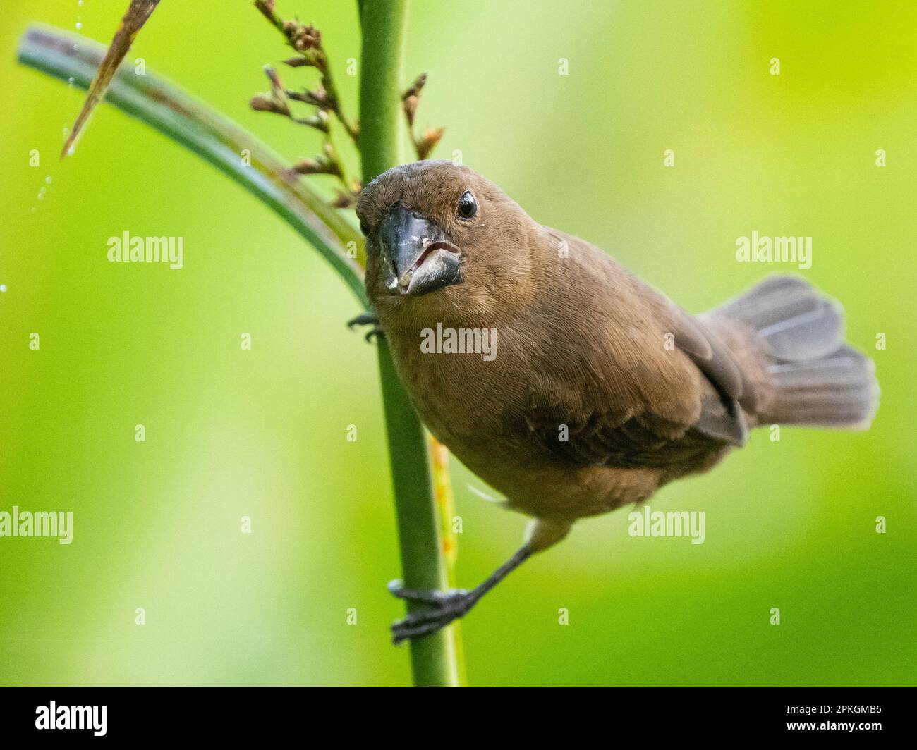 Thick-billed seed finch, (Sporophila funerea), La Gamba, Costa Rica ...