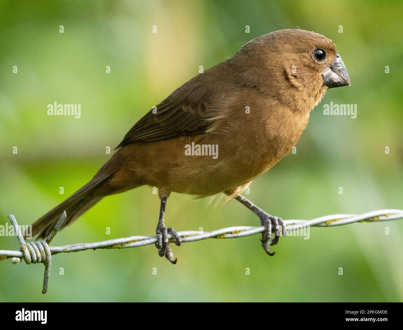 Thick-billed seed finch, (Sporophila funerea), La Gamba, Costa Rica ...