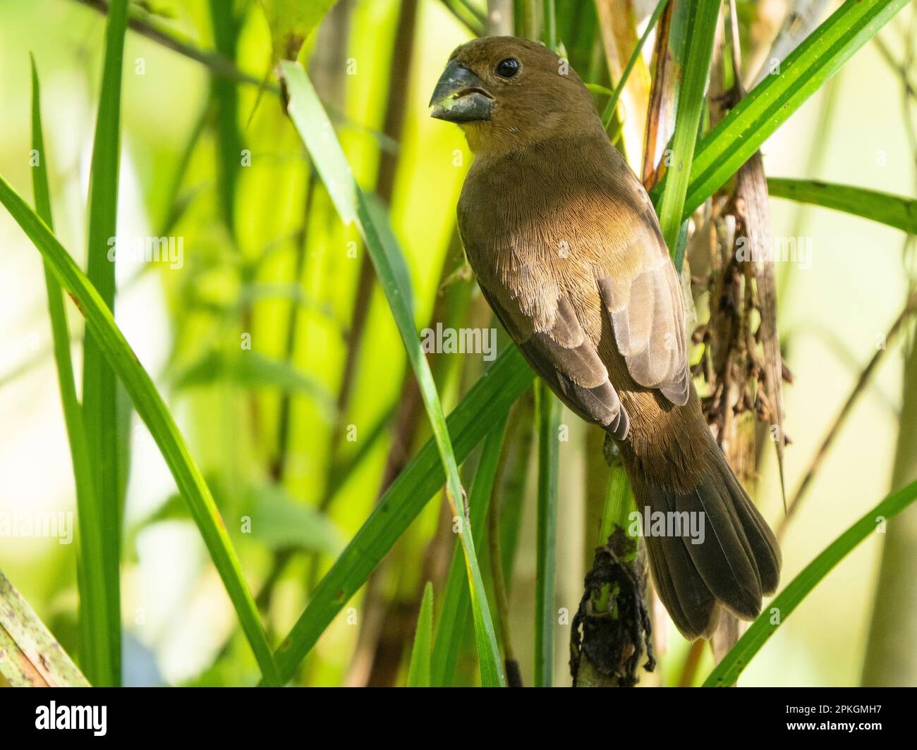 Thick-billed seed finch, (Sporophila funerea), La Gamba, Costa Rica ...