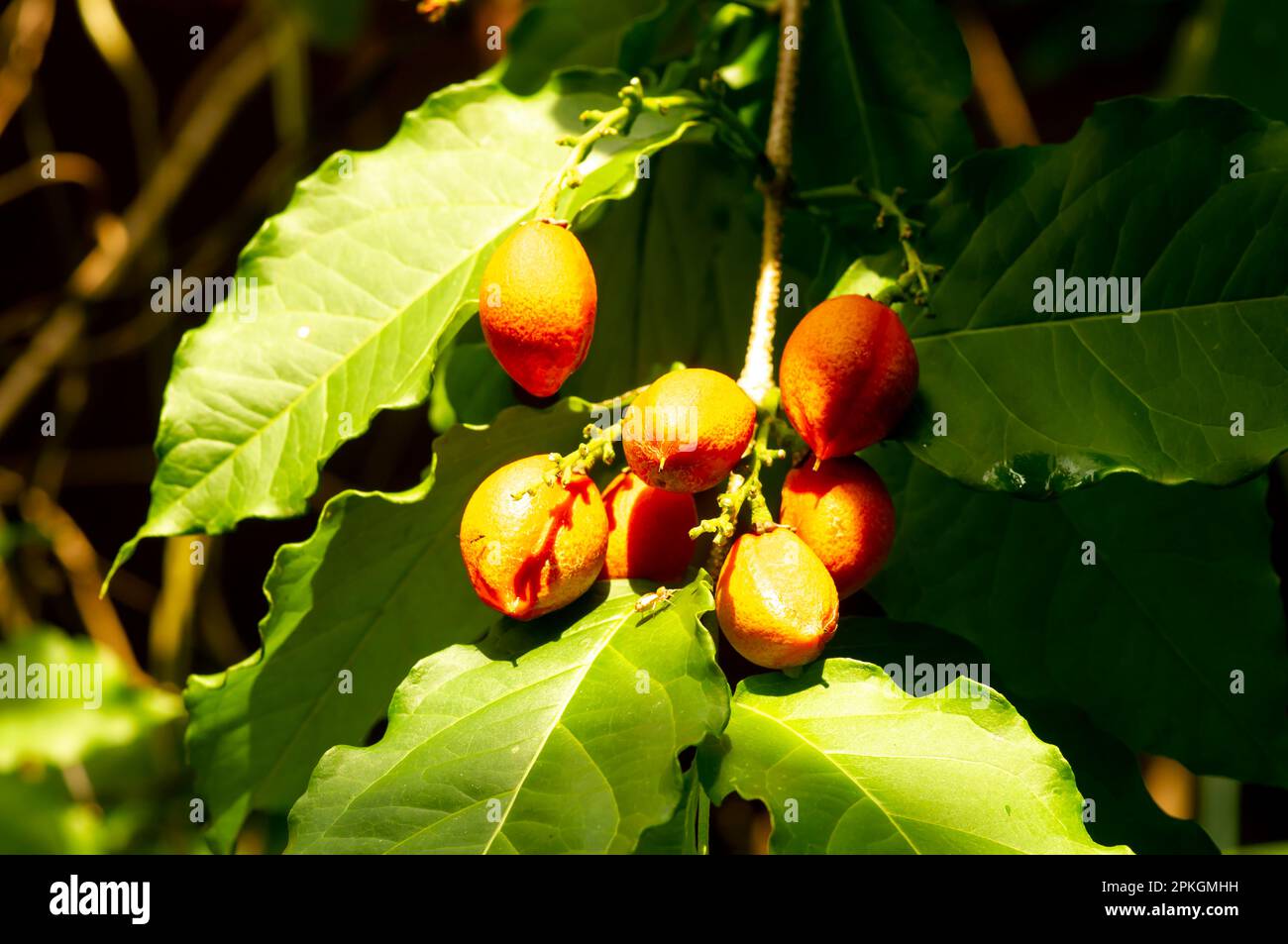 A bunch of Peanut butter (Bunchosia armeniaca Stock Photo - Alamy