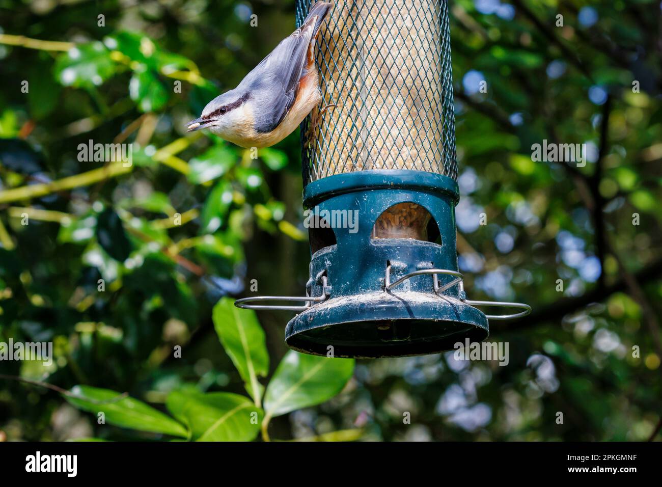 Eurasian nuthatch (Sitta europaea) in characteristic head down position ...