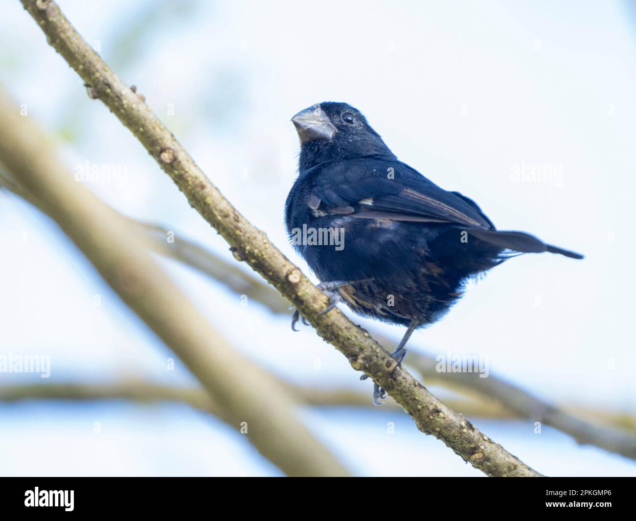 Thick-billed seed finch, (Sporophila funerea), La Gamba, Costa Rica ...