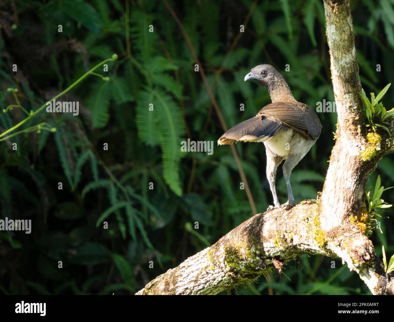 Grey-headed chachalaca, (Ortalis cinereiceps), Costa Rica Stock Photo ...