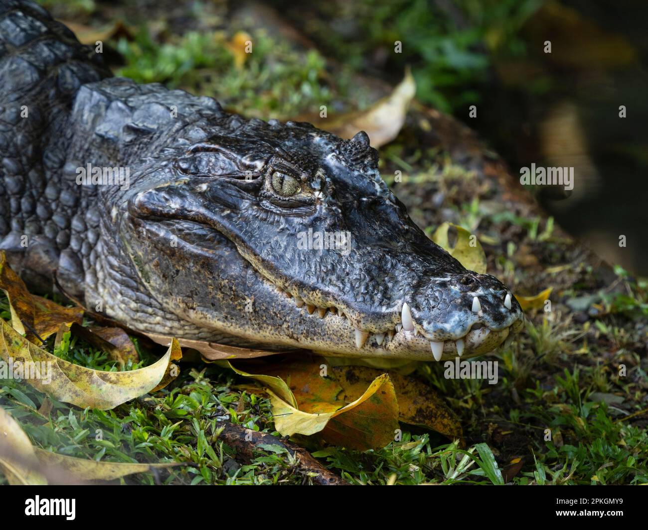 Spectacled caiman (Caiman crocodilus chiapasius), Esquinas Rainforest ...