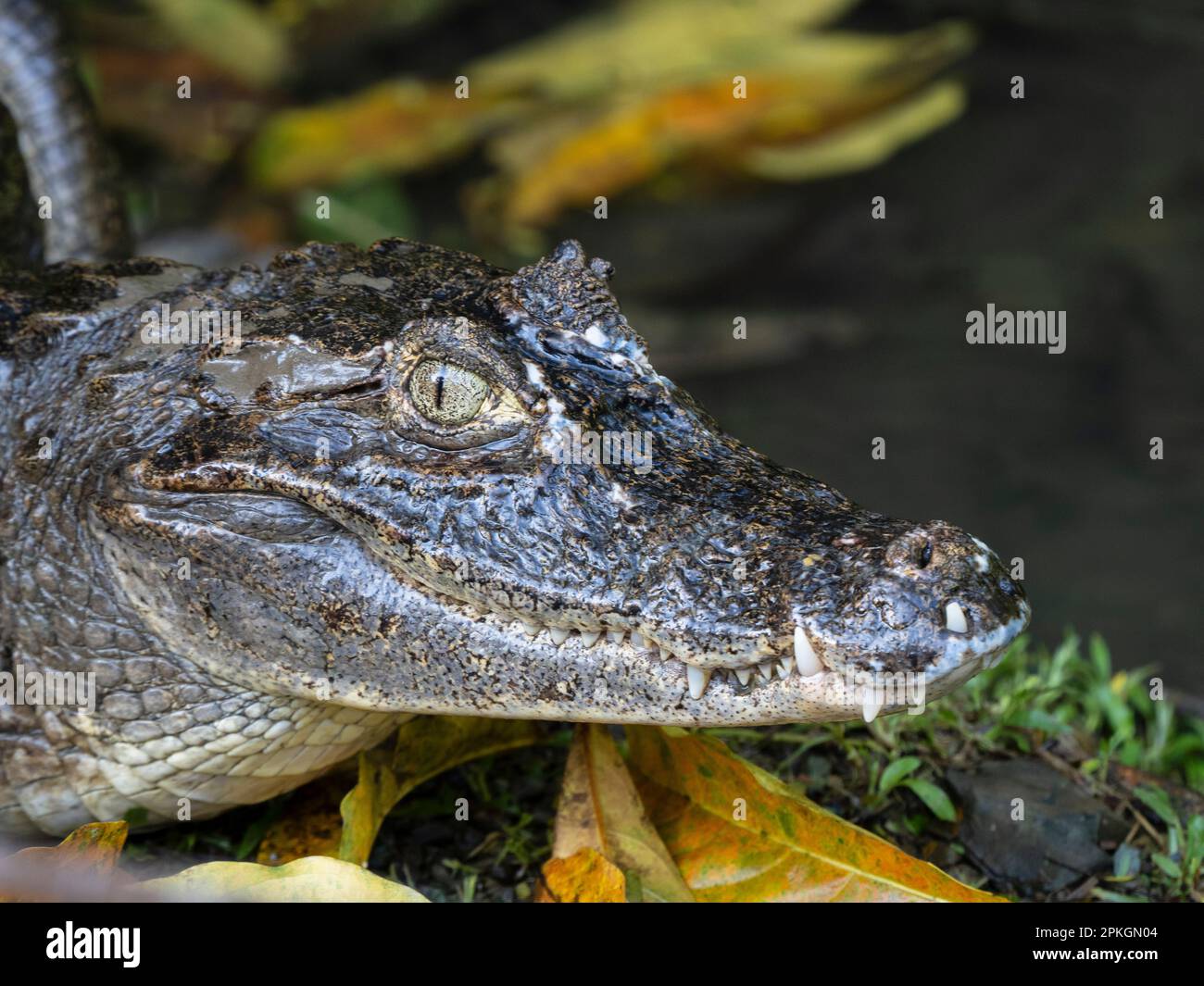 Spectacled caiman (Caiman crocodilus chiapasius), Esquinas Rainforest ...