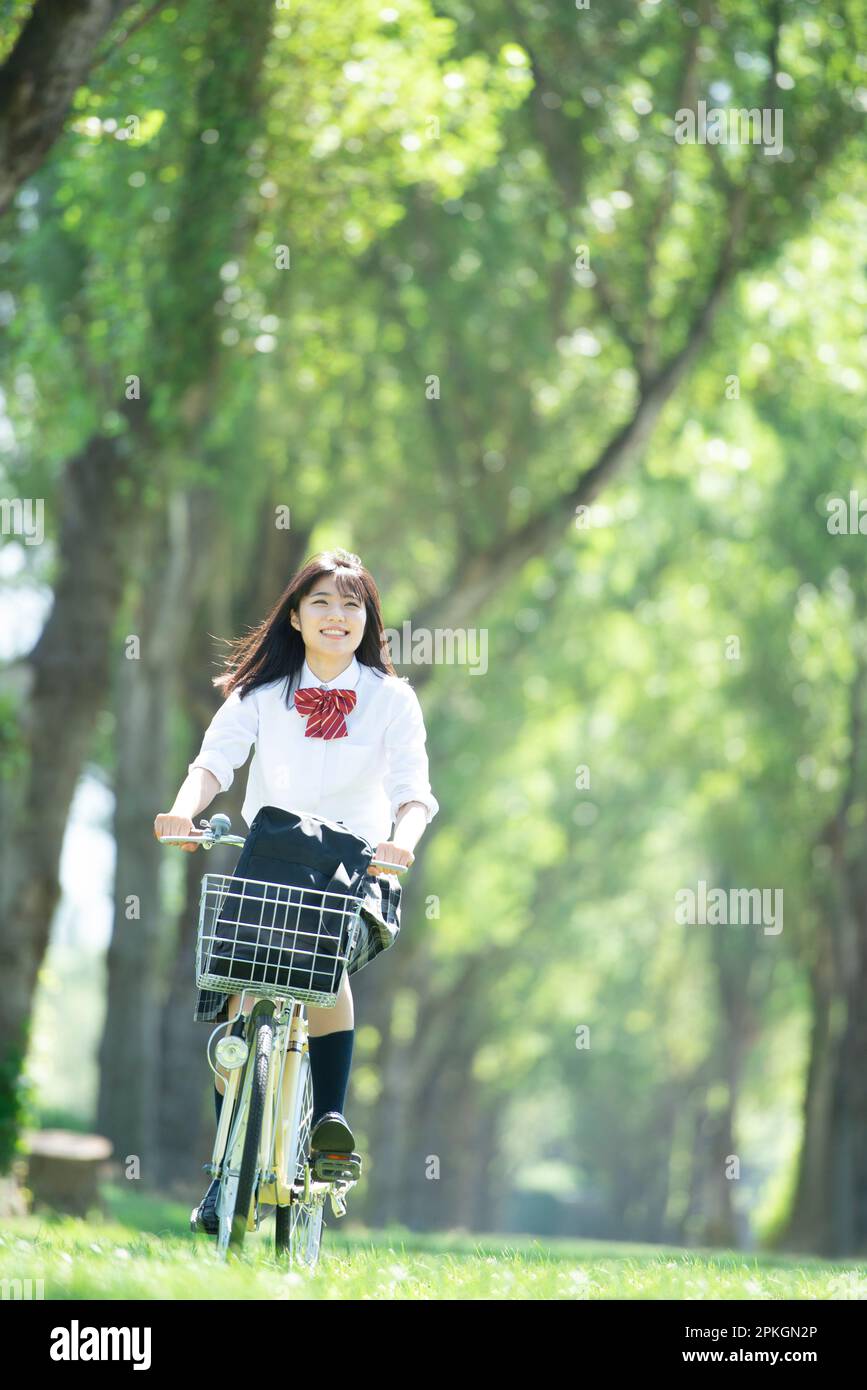 Female student riding a bicycle along poplar trees Stock Photo - Alamy