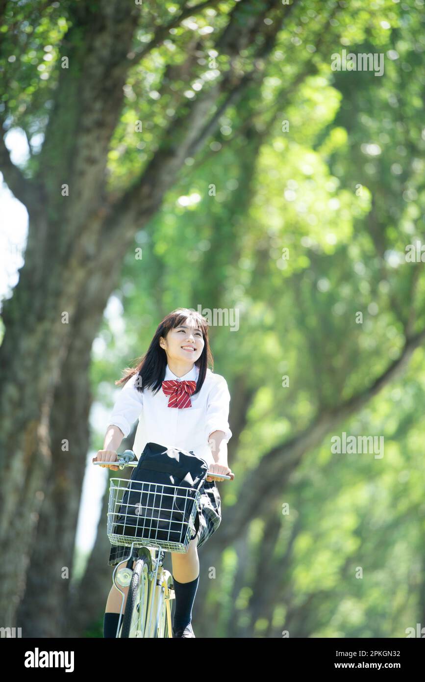 Female student riding a bicycle along poplar trees Stock Photo - Alamy