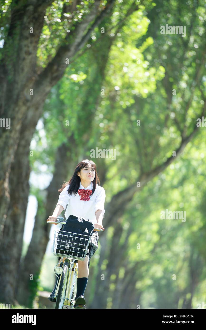 Female student riding a bicycle along poplar trees Stock Photo - Alamy