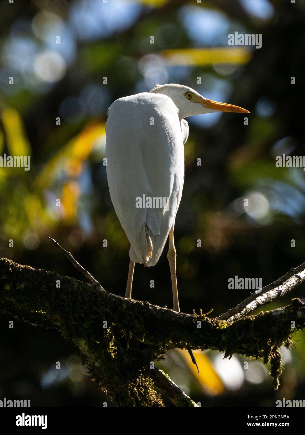 Cattle egret, (Bubulcus ibis) in tree, La Gamba, Costa Rica Stock Photo ...