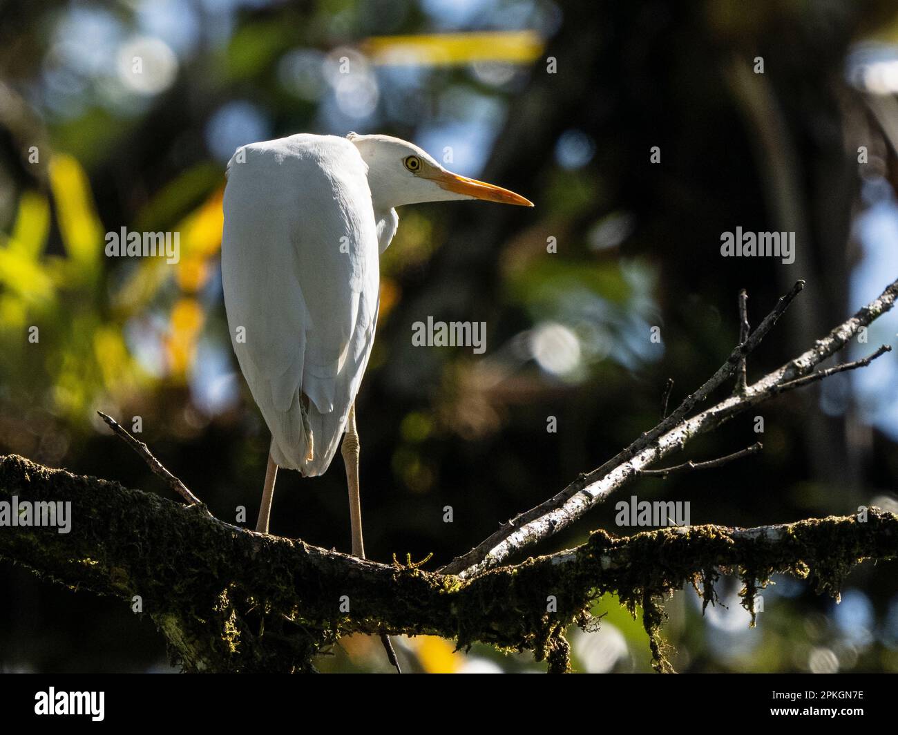 Cattle egret, (Bubulcus ibis) in tree, La Gamba, Costa Rica Stock Photo ...