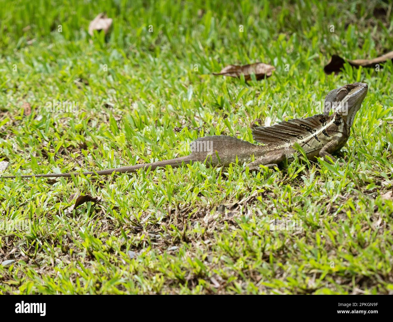 Common basilisk, (Basiliscus basiliscus), Esquinas Rainforest Lodge ...