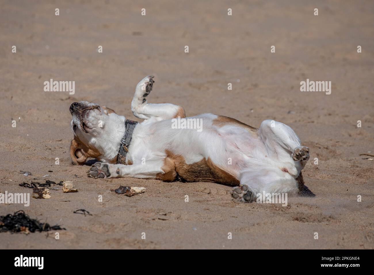 Beagle rolling on the beach Stock Photo - Alamy