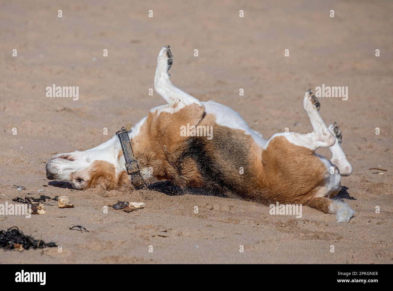 Beagle rolling on the beach Stock Photo - Alamy