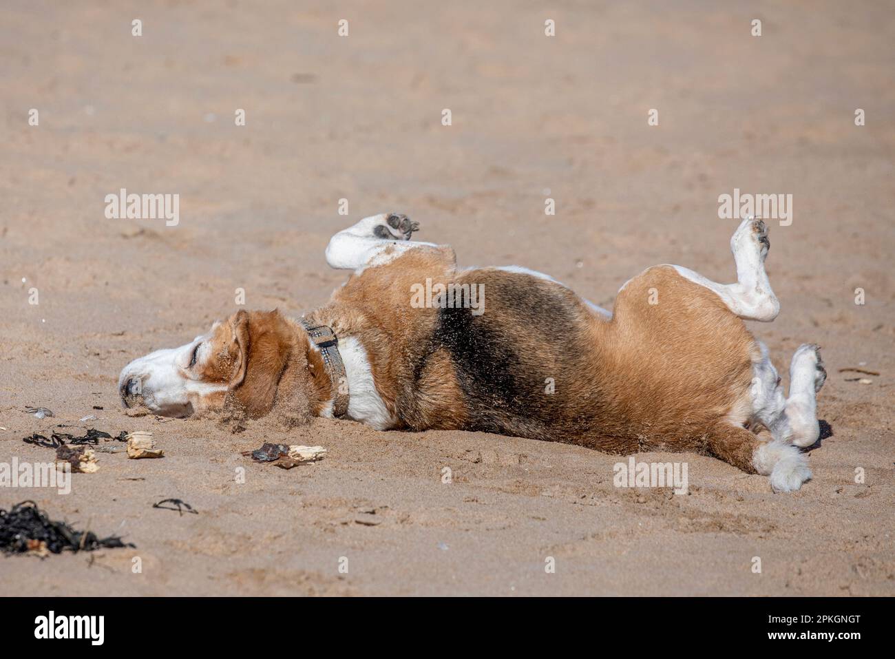 Scottish beagle club hi-res stock photography and images - Alamy