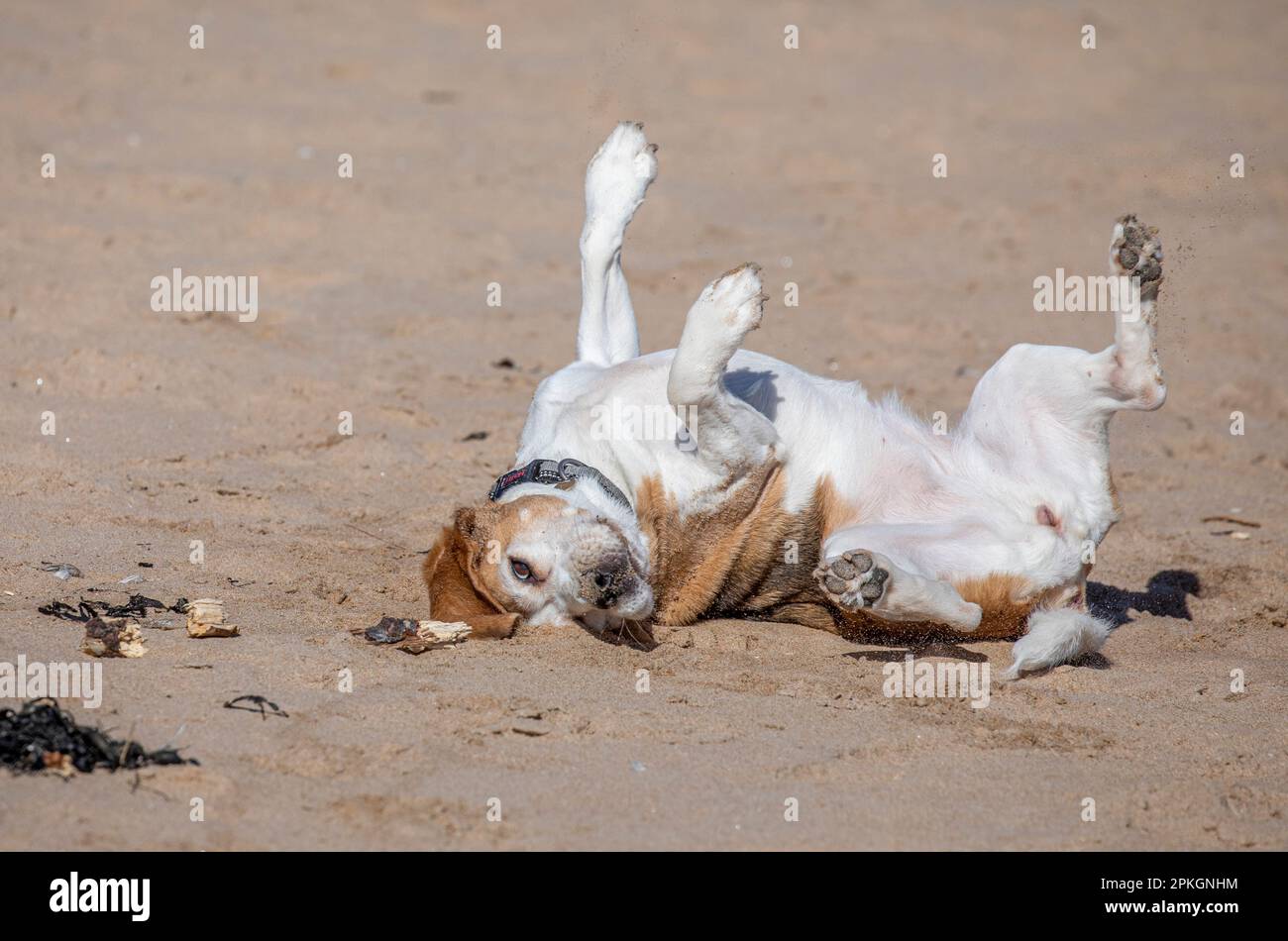Ears lugs hi-res stock photography and images - Alamy