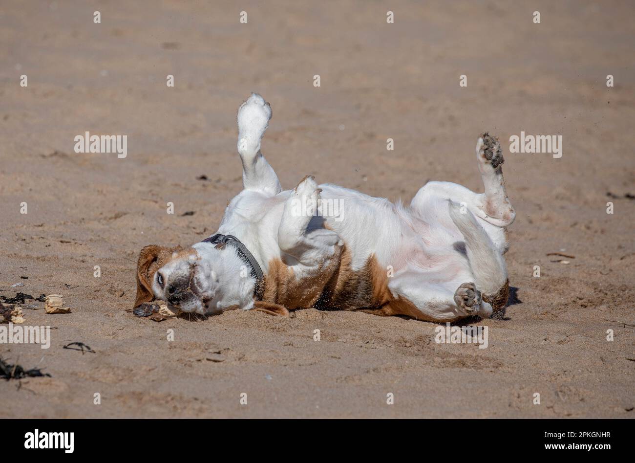 Beagle rolling on the beach Stock Photo - Alamy