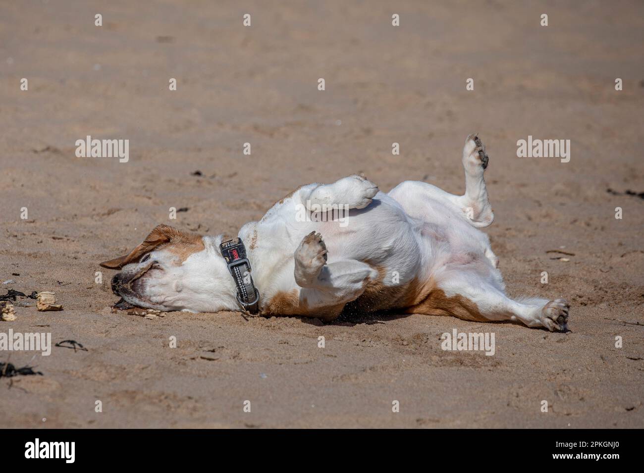 Beagle rolling on the beach Stock Photo - Alamy