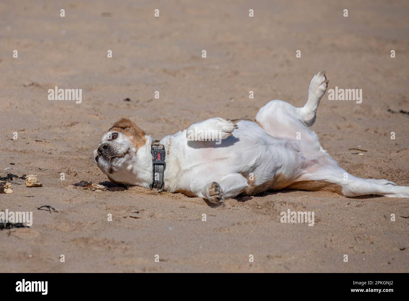 Scottish beagle club hi-res stock photography and images - Alamy