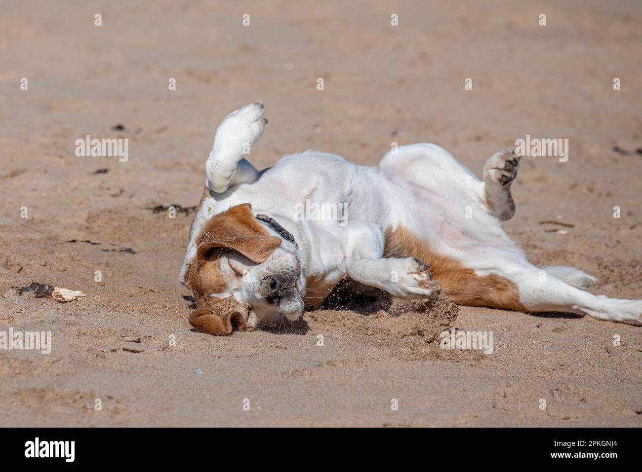 Beagle rolling on the beach Stock Photo - Alamy
