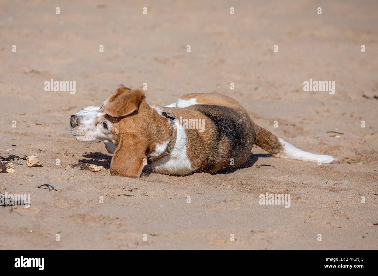Beagle rolling on the beach Stock Photo - Alamy