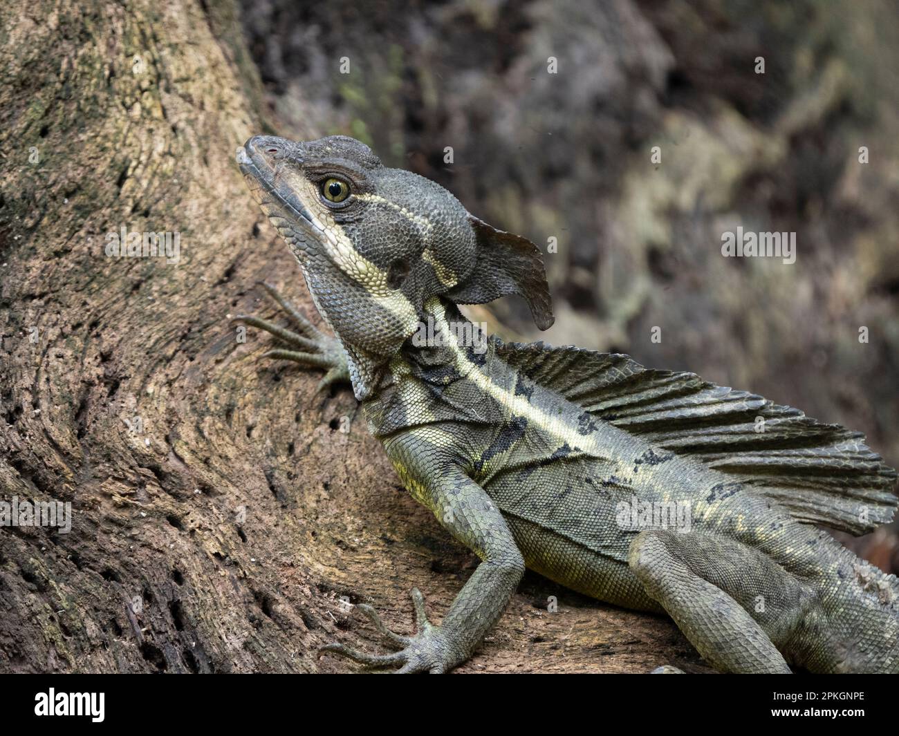 Common basilisk, (Basiliscus basiliscus) on tree root, Esquinas ...