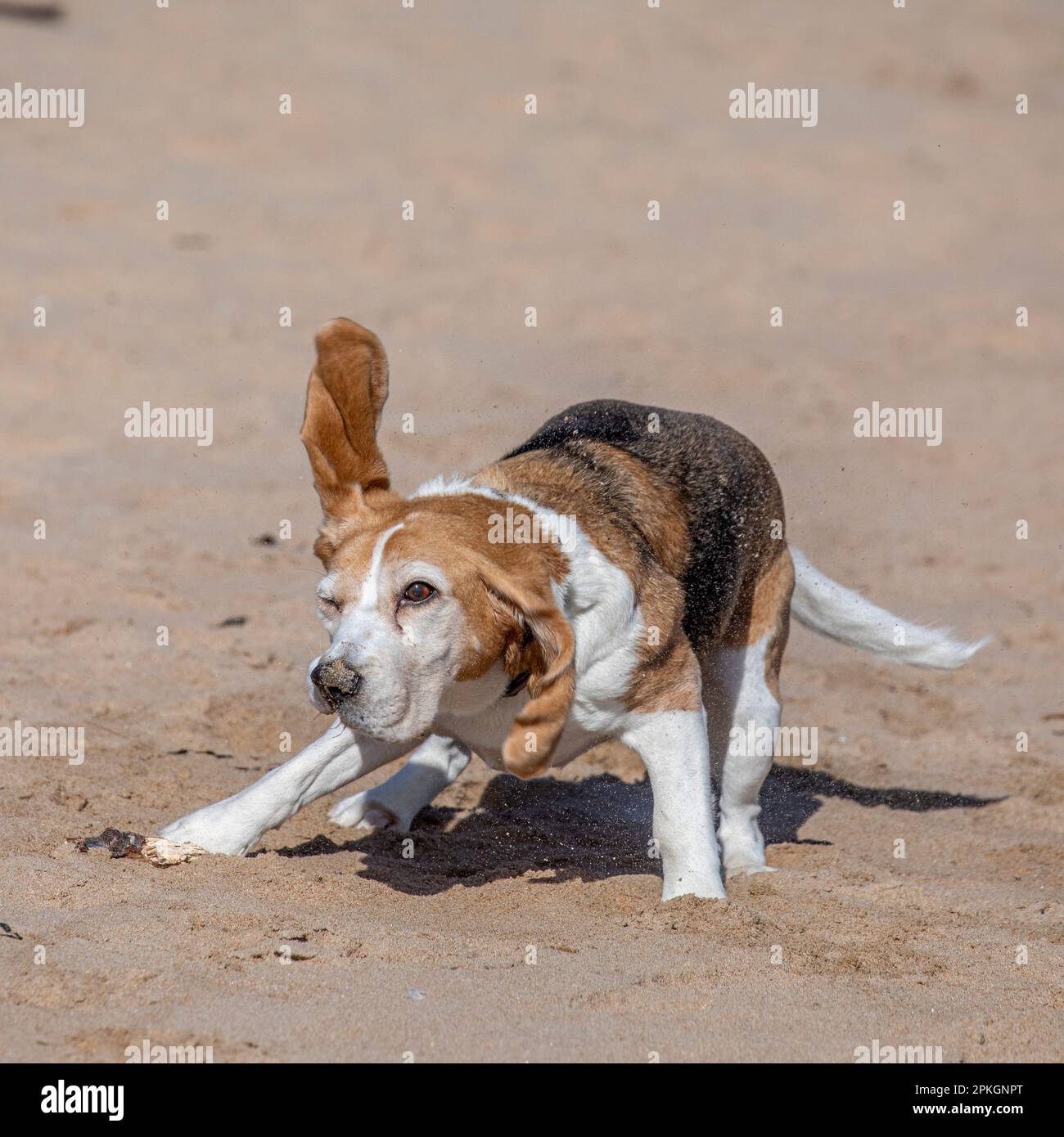 Big sand beach scotland dog hi-res stock photography and images - Alamy