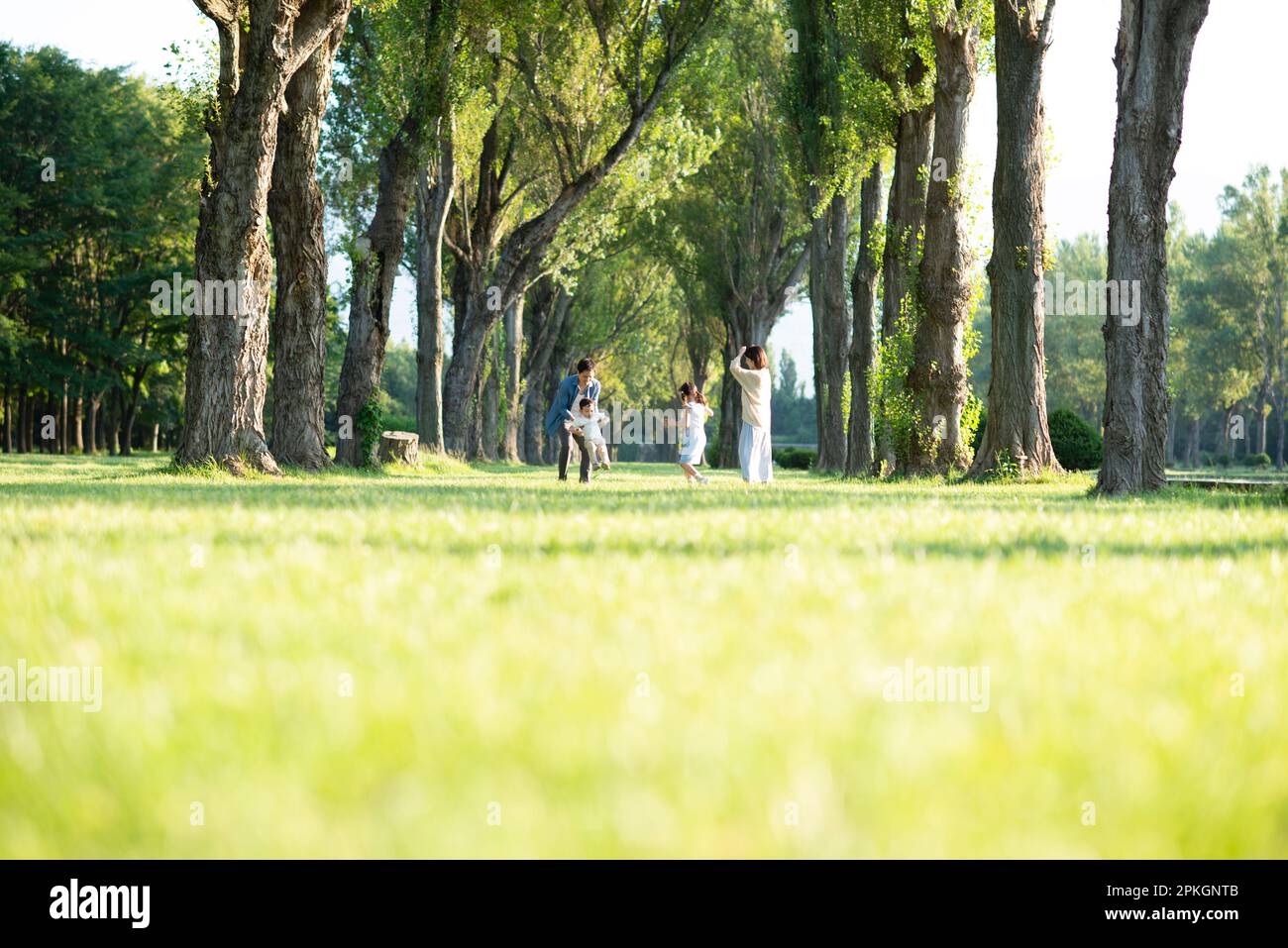 Family playing along the poplar trees Stock Photo - Alamy