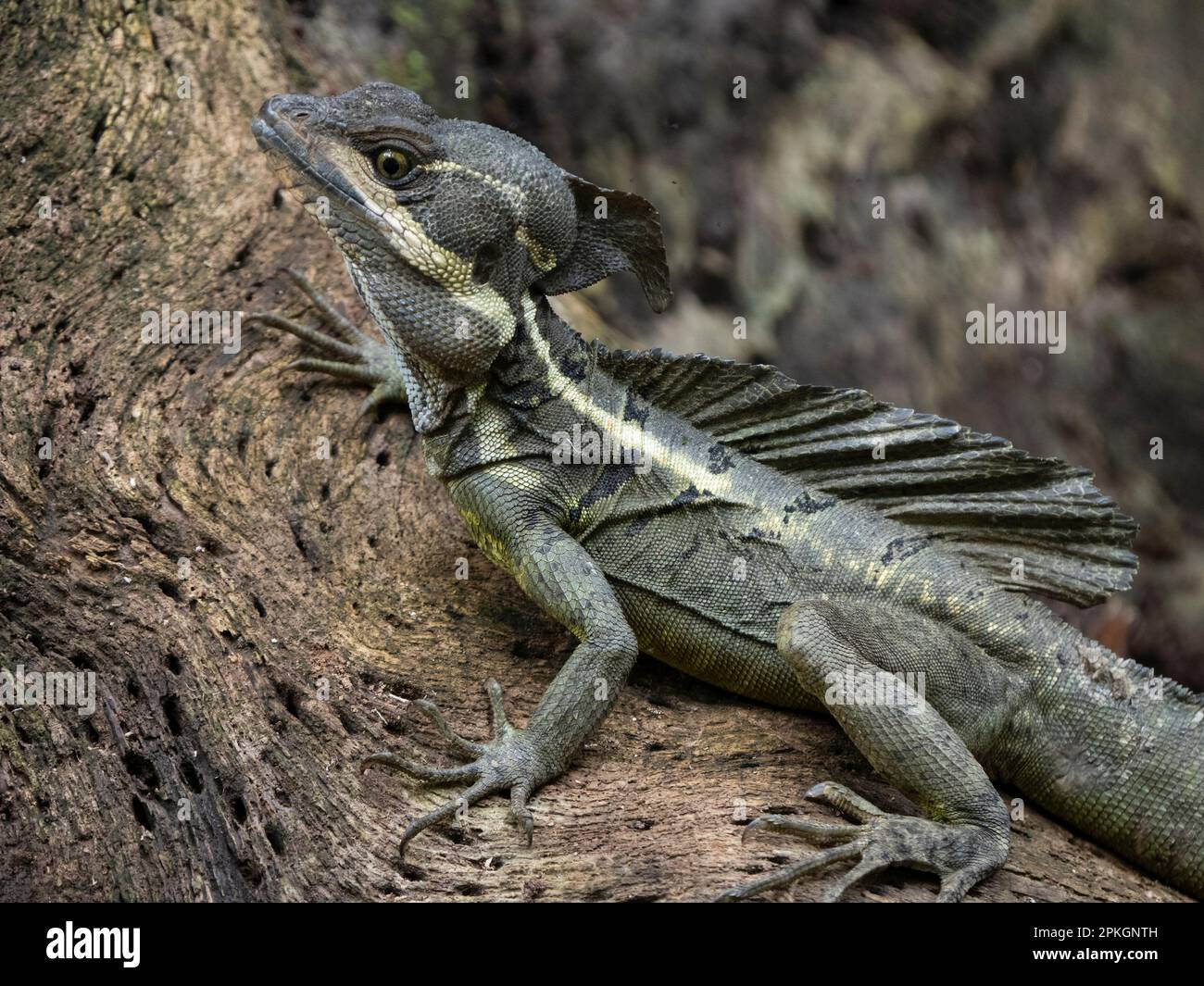 Common basilisk, (Basiliscus basiliscus) on tree root, Esquinas ...