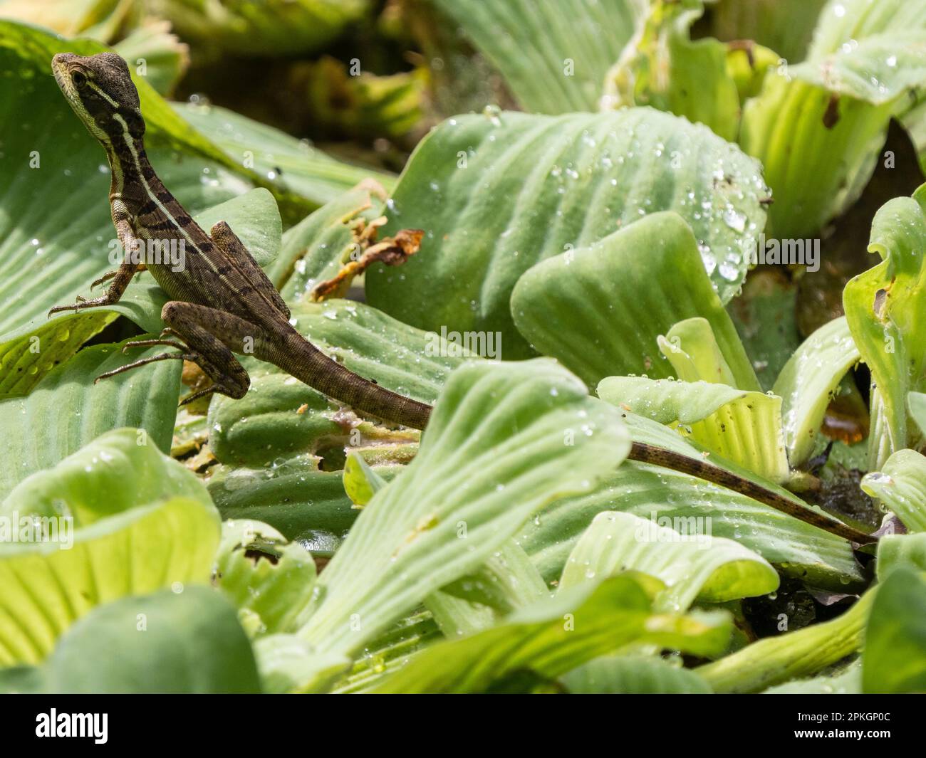 Young common basilisk, (Basiliscus basiliscus) on pond vegetation ...