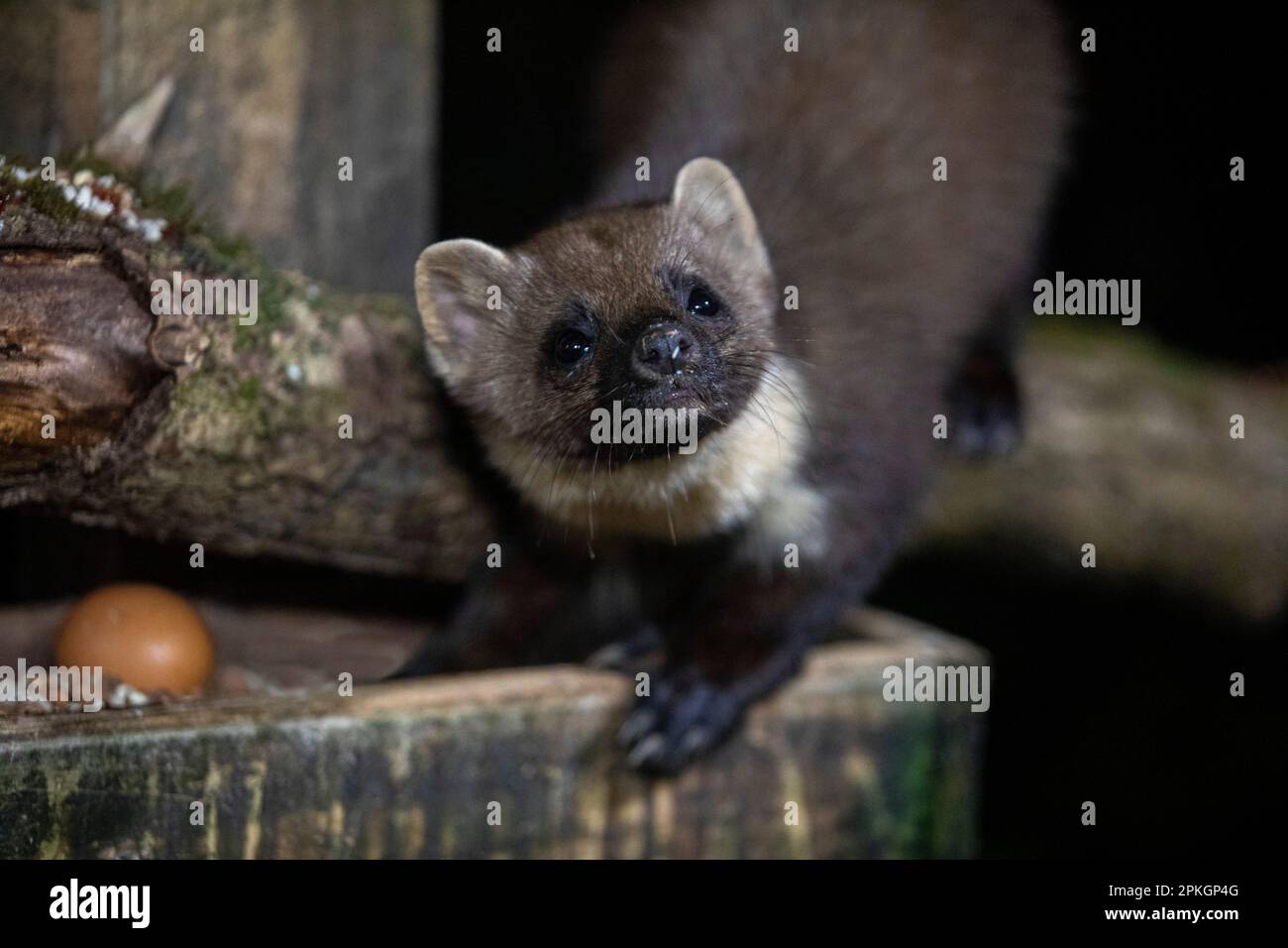 Pine Marten stealing an egg Stock Photo - Alamy