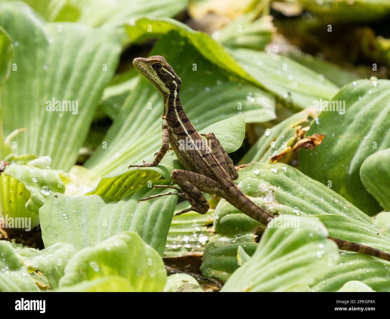 Young common basilisk, (Basiliscus basiliscus) on pond vegetation ...