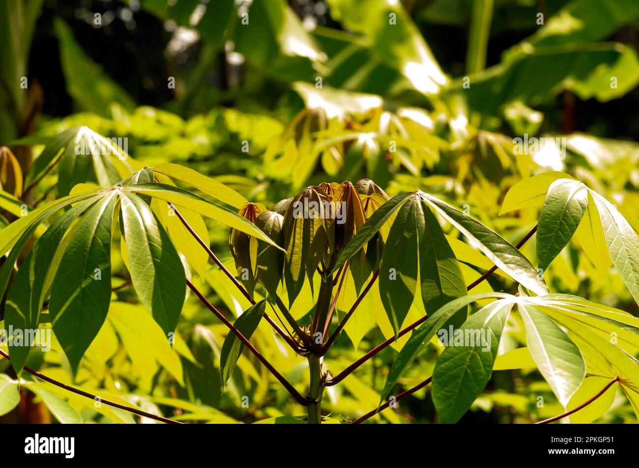 Cassava, Mandioa, Manioc, Tapioca trees (Manihot esculenta), young ...