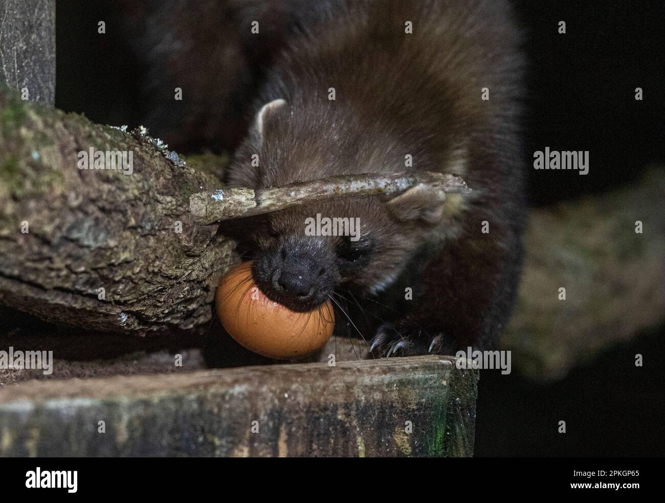 Marten species hi-res stock photography and images - Alamy