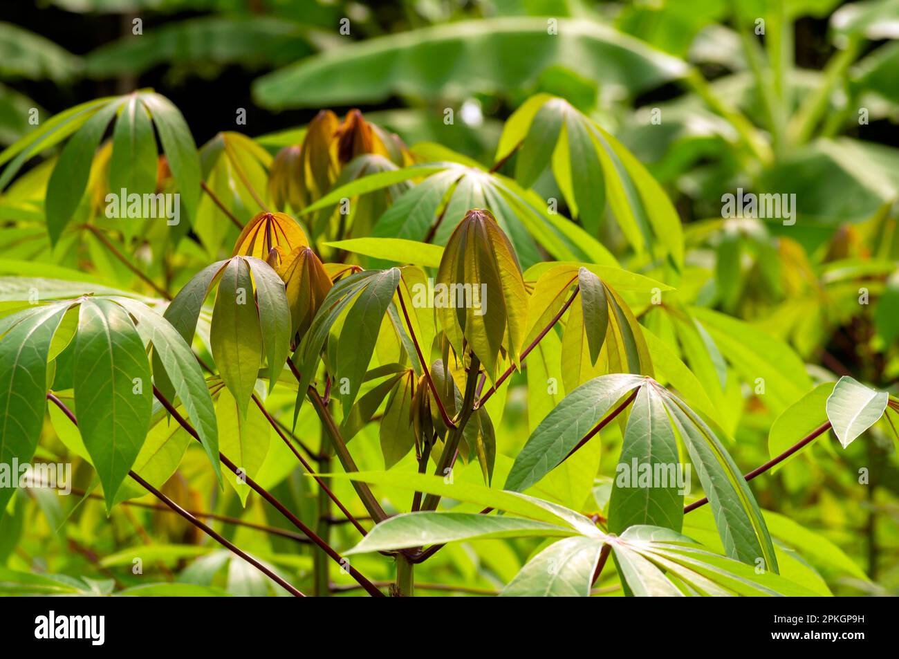 Cassava, Mandioa, Manioc, Tapioca trees (Manihot esculenta), young ...