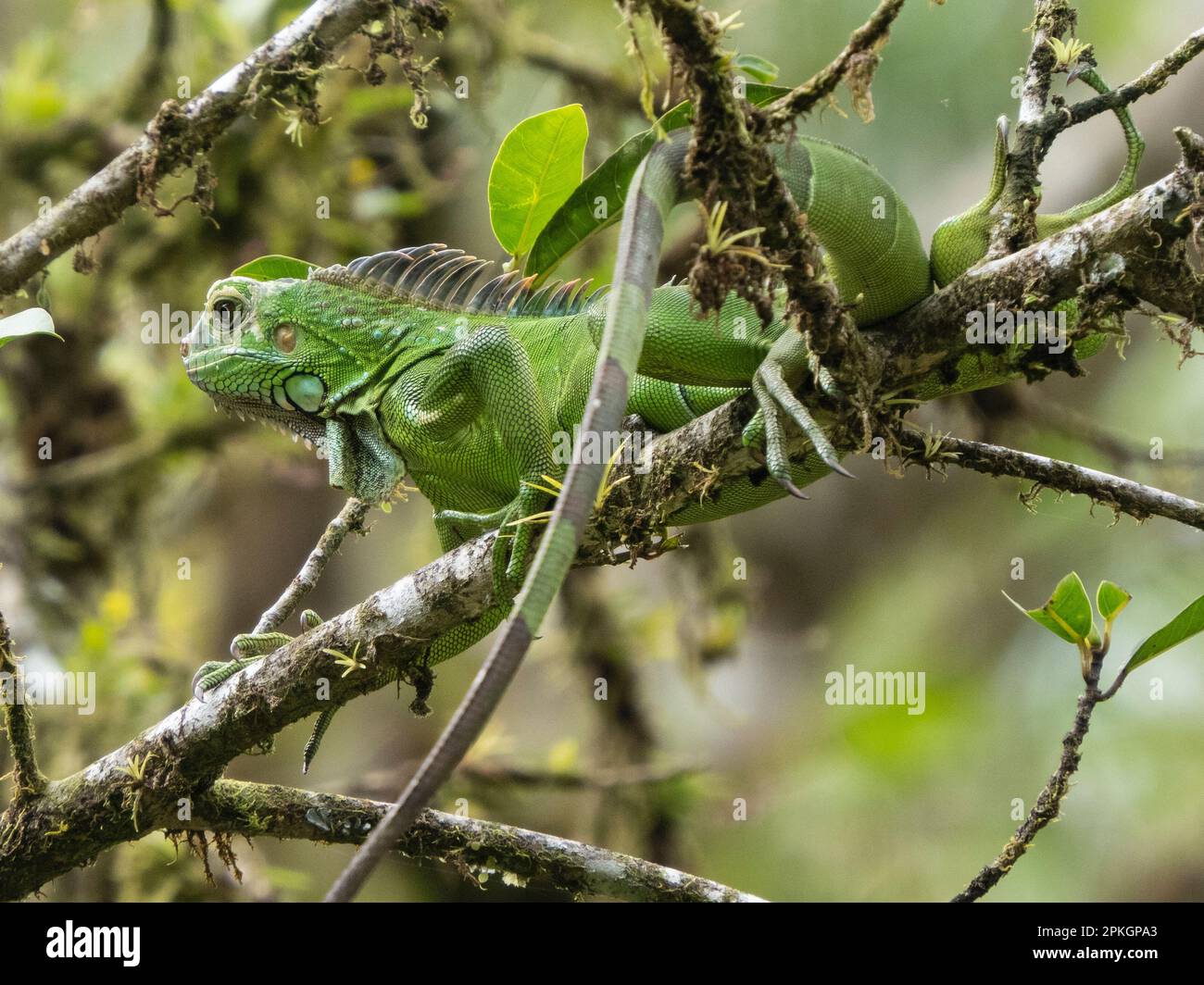 Green iguana iguana iguana in tree hi-res stock photography and images ...