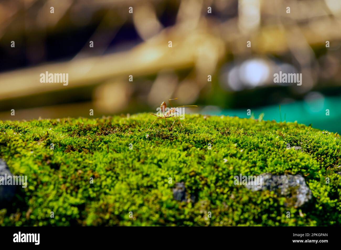 Ant on grass leaf hi-res stock photography and images - Alamy