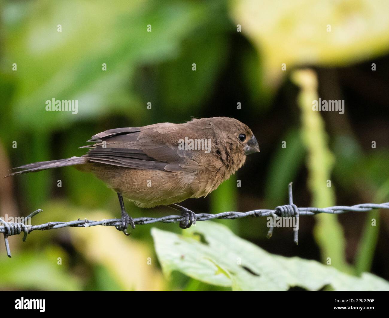 Thick-billed seed, (Sporophila funerea), female on barbed wire Stock ...