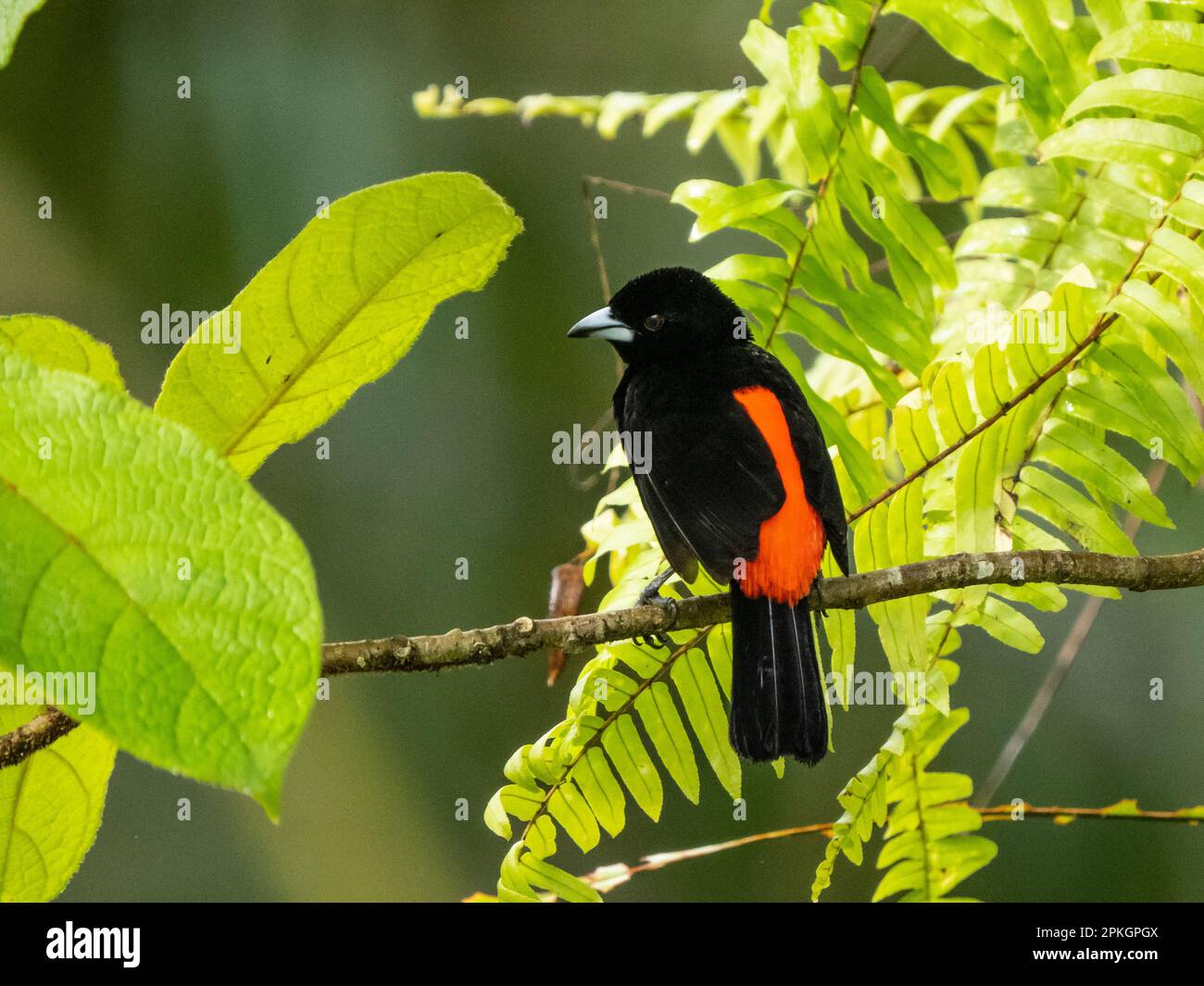 Scarlet-rumped tanager male, (Ramphocelus passerinii), Esquinas ...