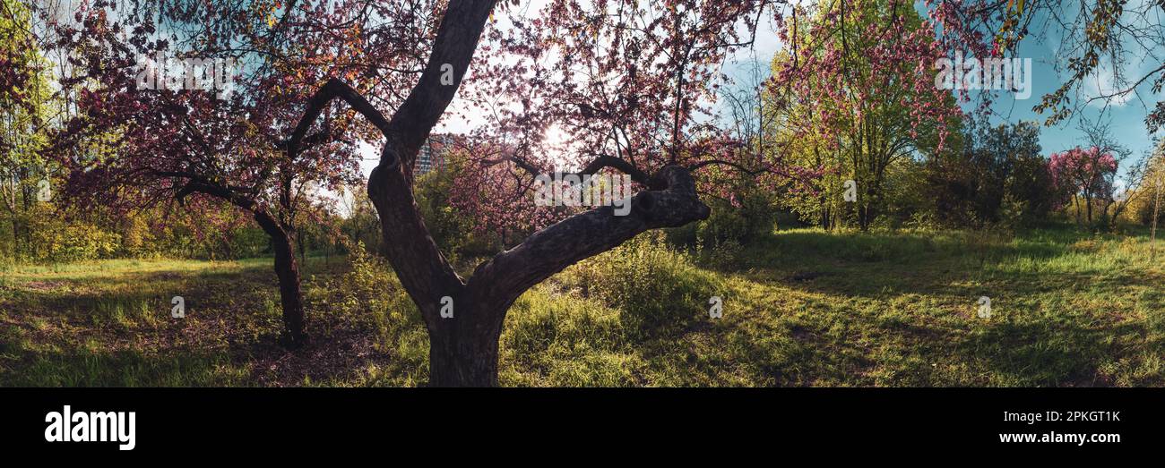 Wide panorama of pink cherry blooming tree in green sunny spring garden ...