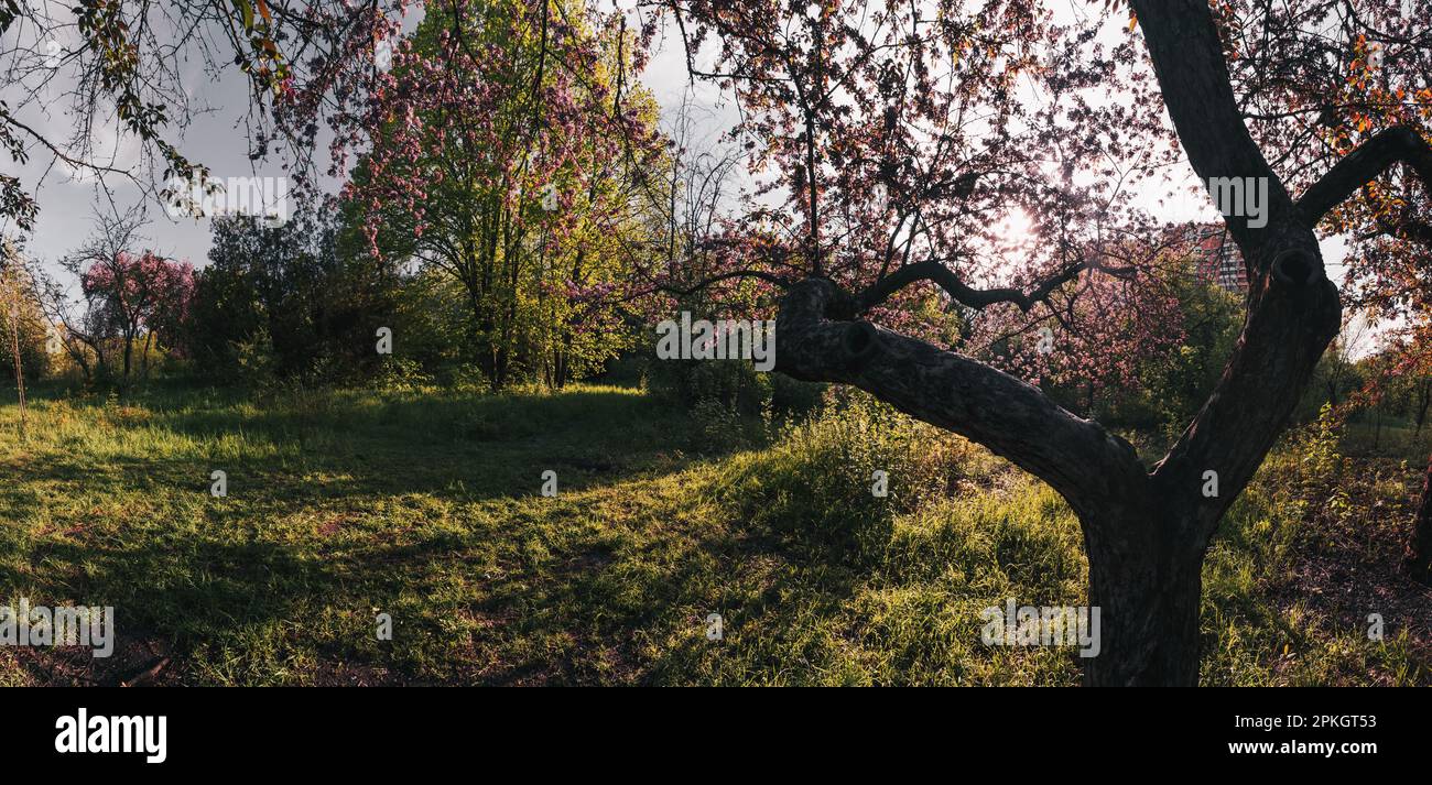 Pink cherry blooming tree panorama in green sunny spring garden with ...