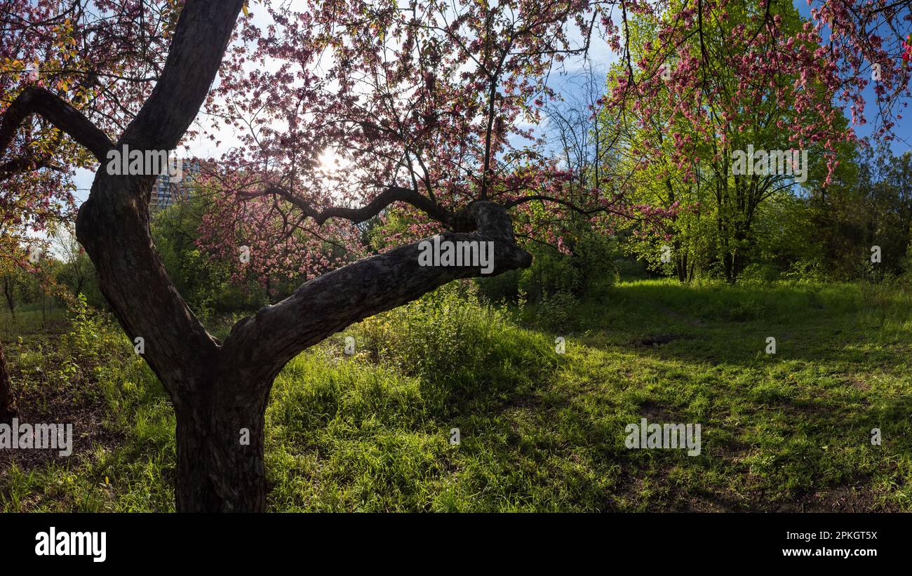 Pink cherry blossom, tree in green sunny spring garden with sun shining ...