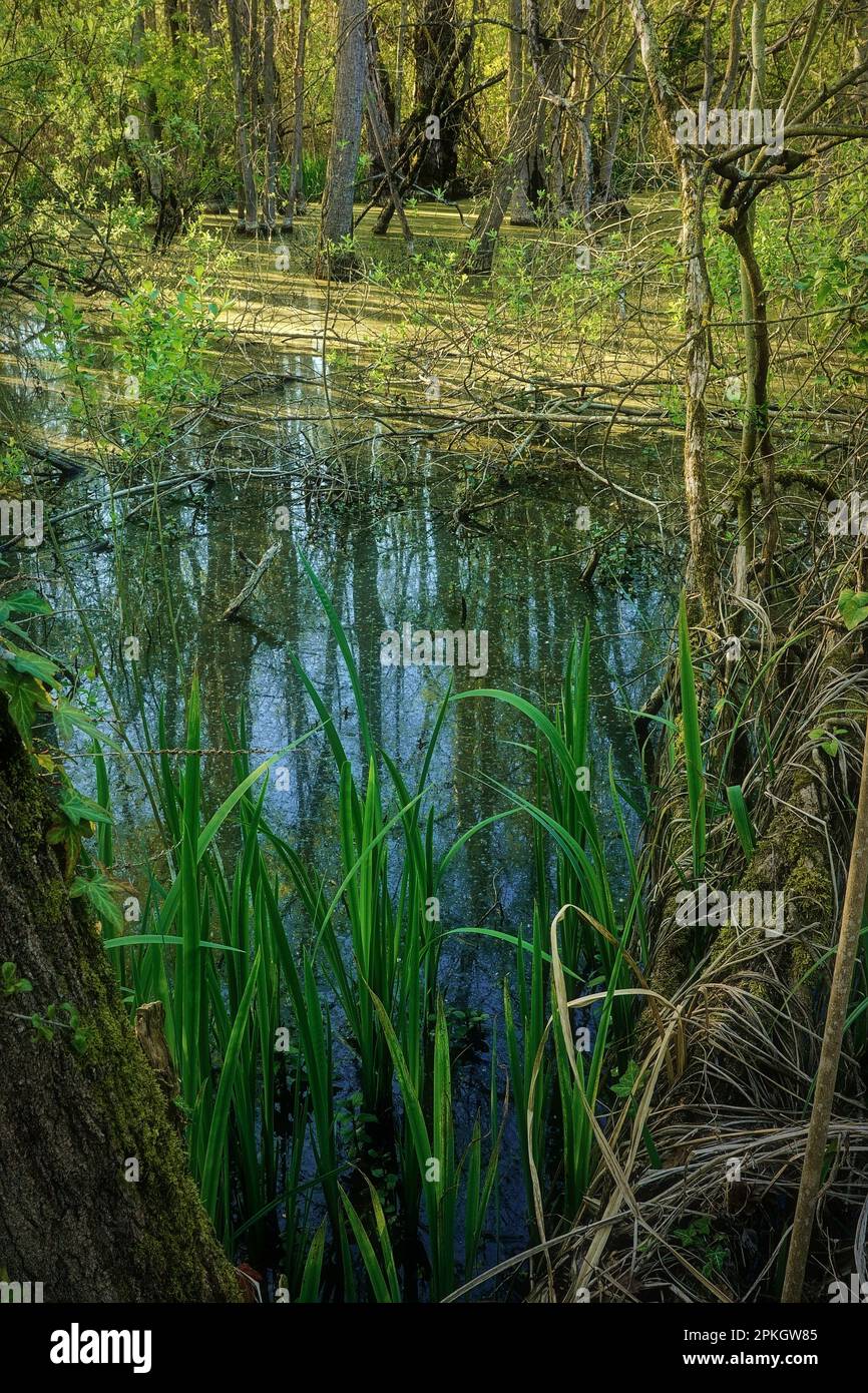 little lake, Punta Alberete (Ravenna, Italy Stock Photo - Alamy