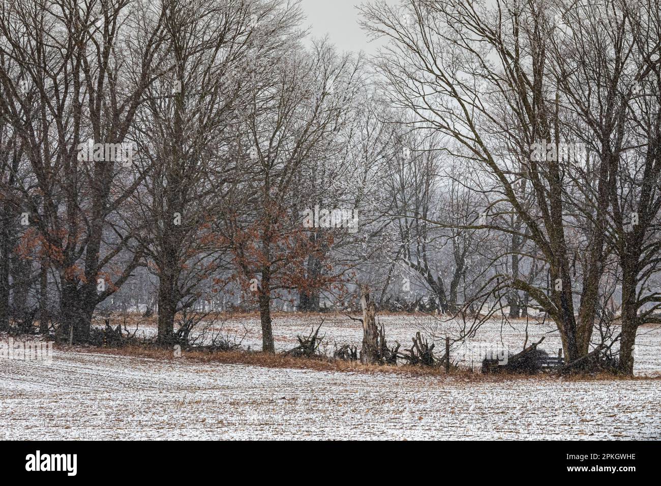 Hardwood stumps hi-res stock photography and images - Alamy