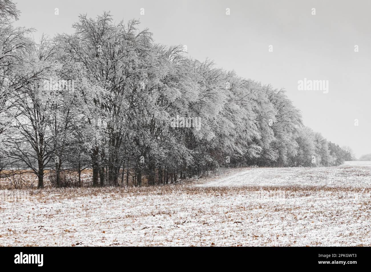 Hedgerow after an ice storm in March in central Michigan, USA Stock ...