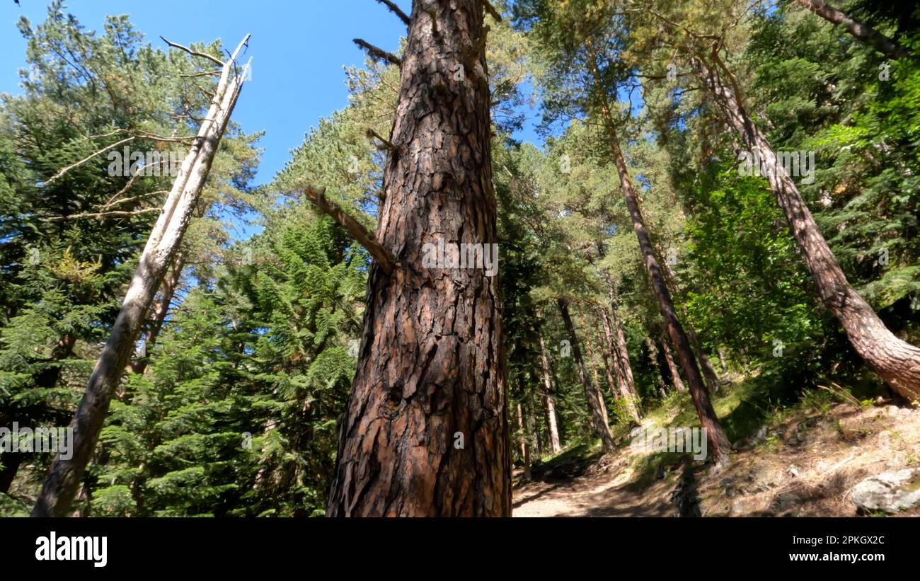 wild forest green leafage - plants, trees and shrubs - photo of nature ...
