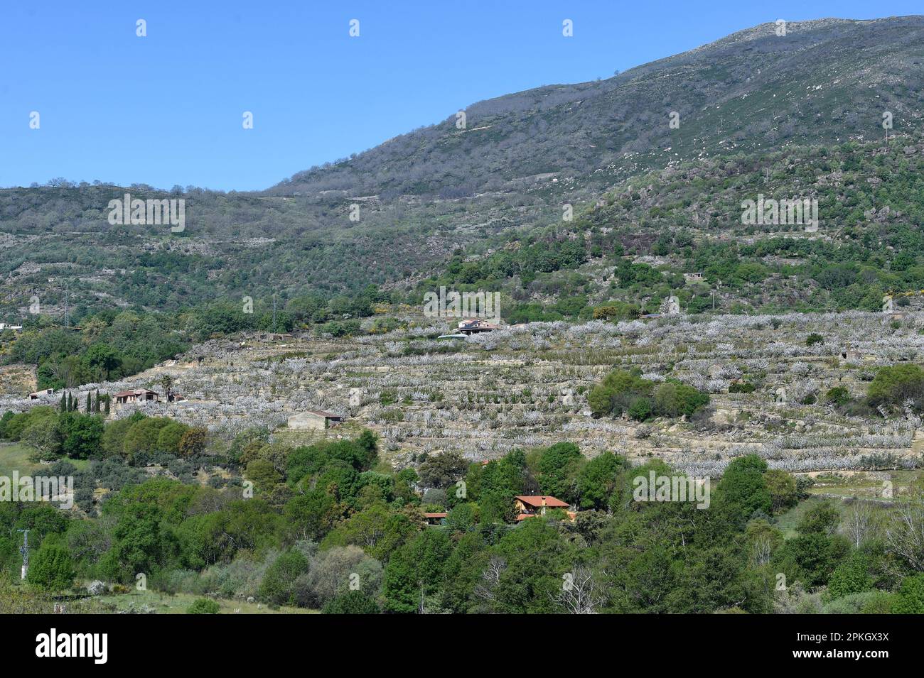 View of the Jerte Valley, April 4, 2023, in Cáceres, Extremadura (Spain ...