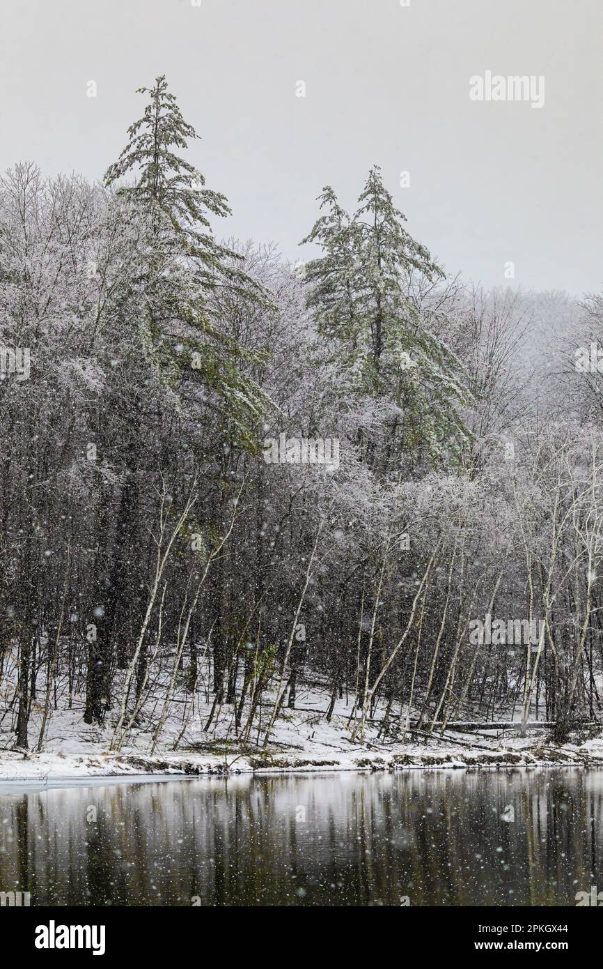Ice storm coating branches around Lost Canyon Lake in Canadian Lakes ...