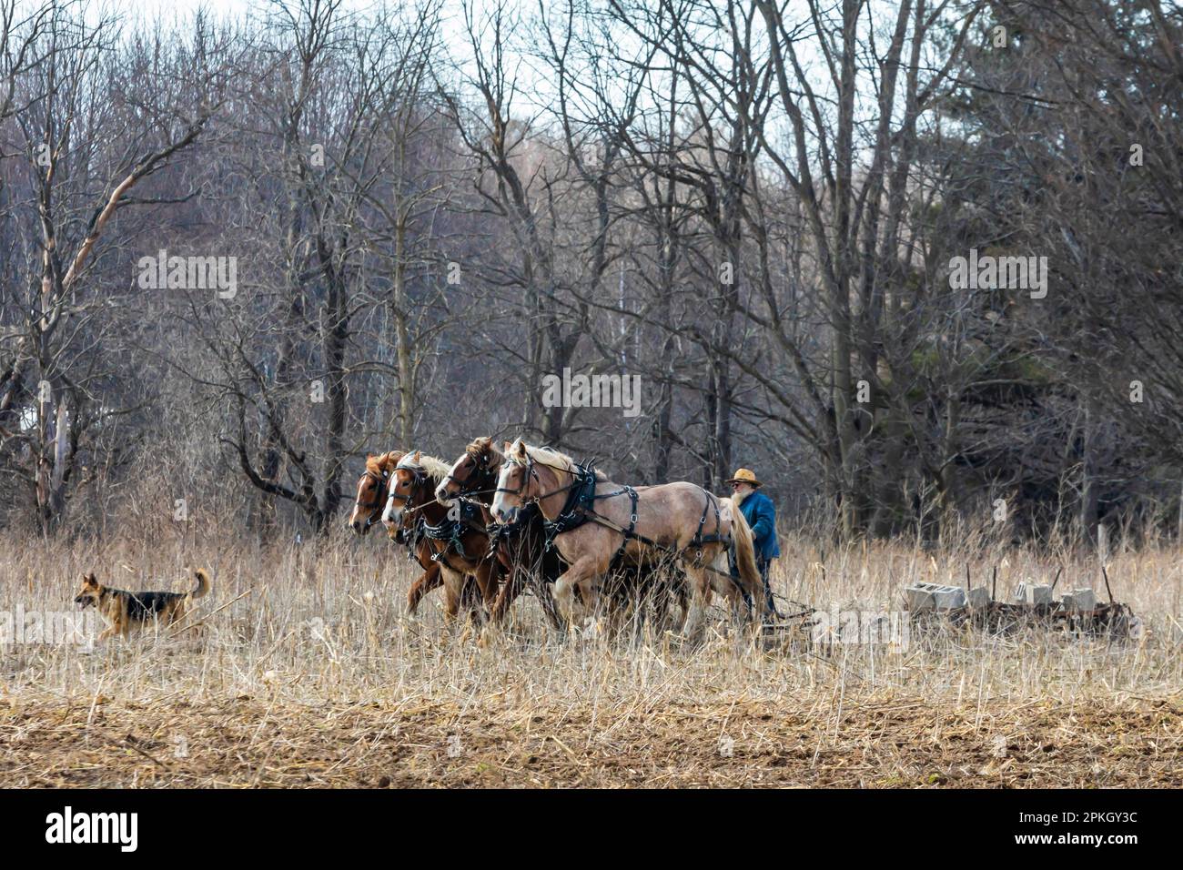 Preparing the soil with a horse-drawn discing machine on an Amish farm ...