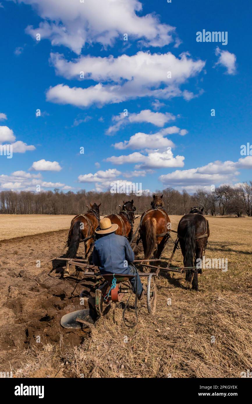 Spring plowing with a single blade plow on an Amish farm in central ...