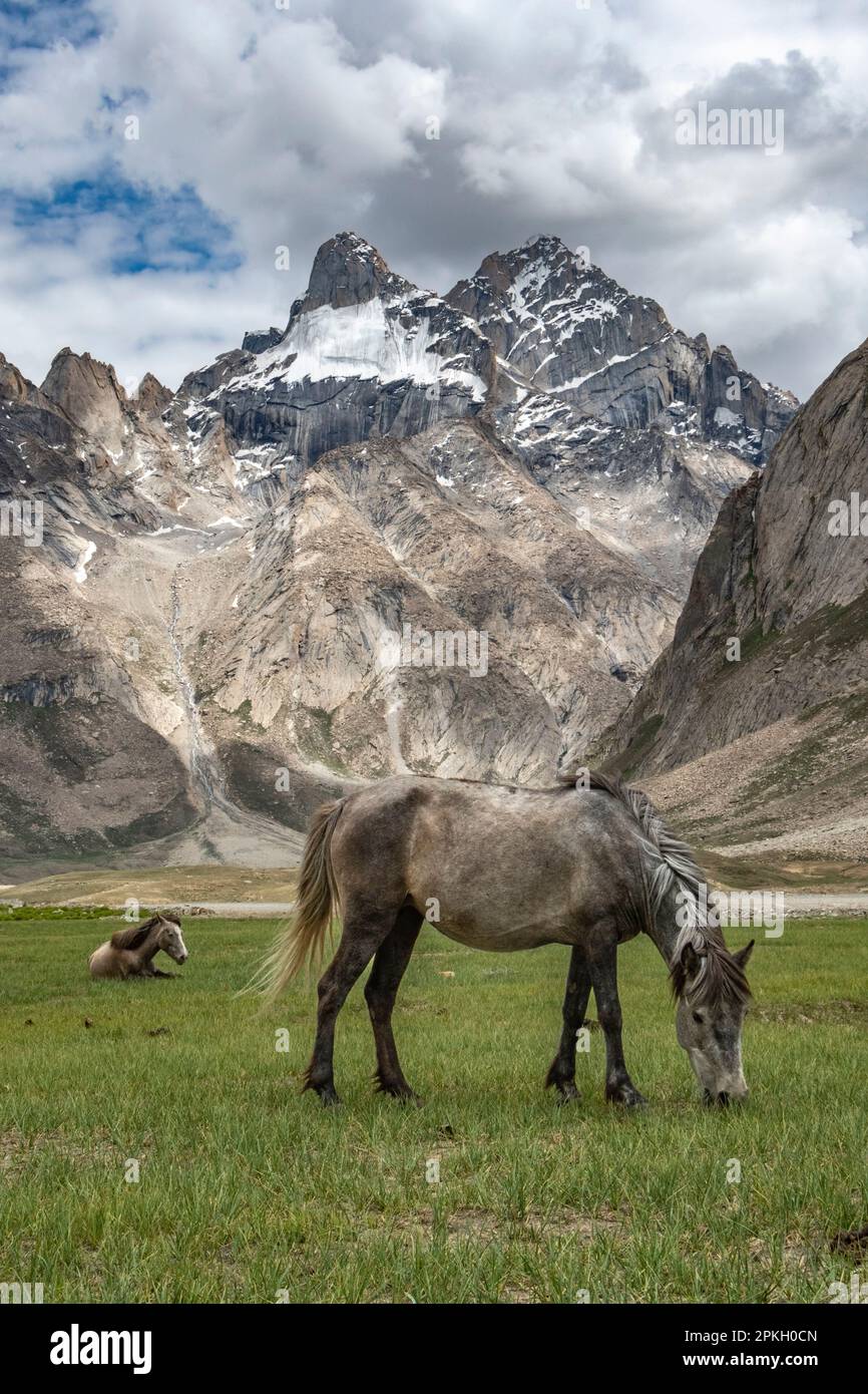 A horse grazing in front of mountains in Zanskar Ladakh India Stock ...